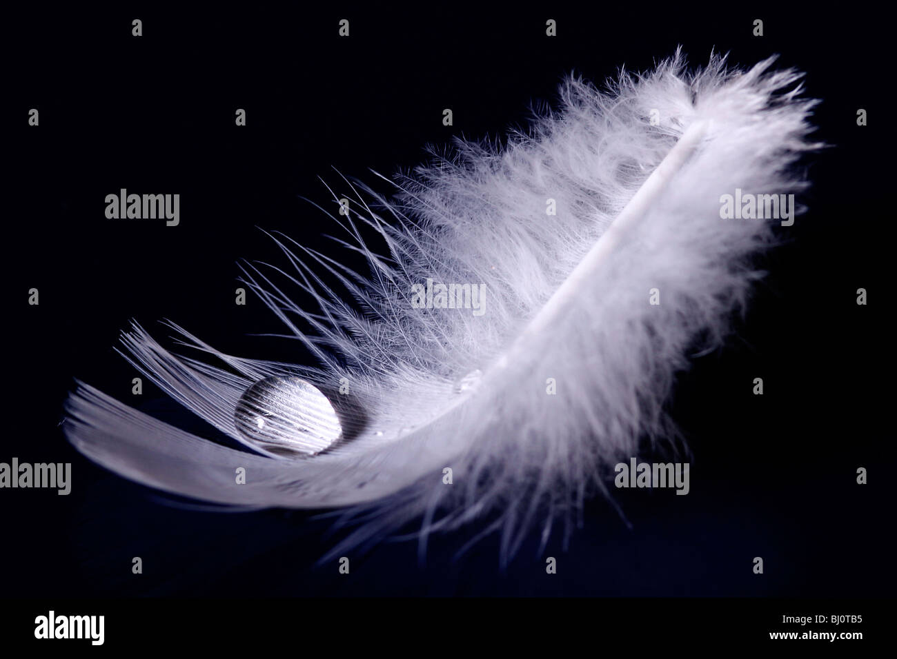 Feather/spring with water drops Stock Photo - Alamy