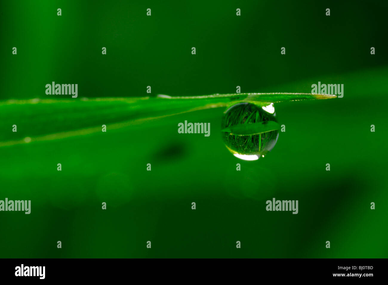 Water drop on a blade of grass Stock Photo - Alamy