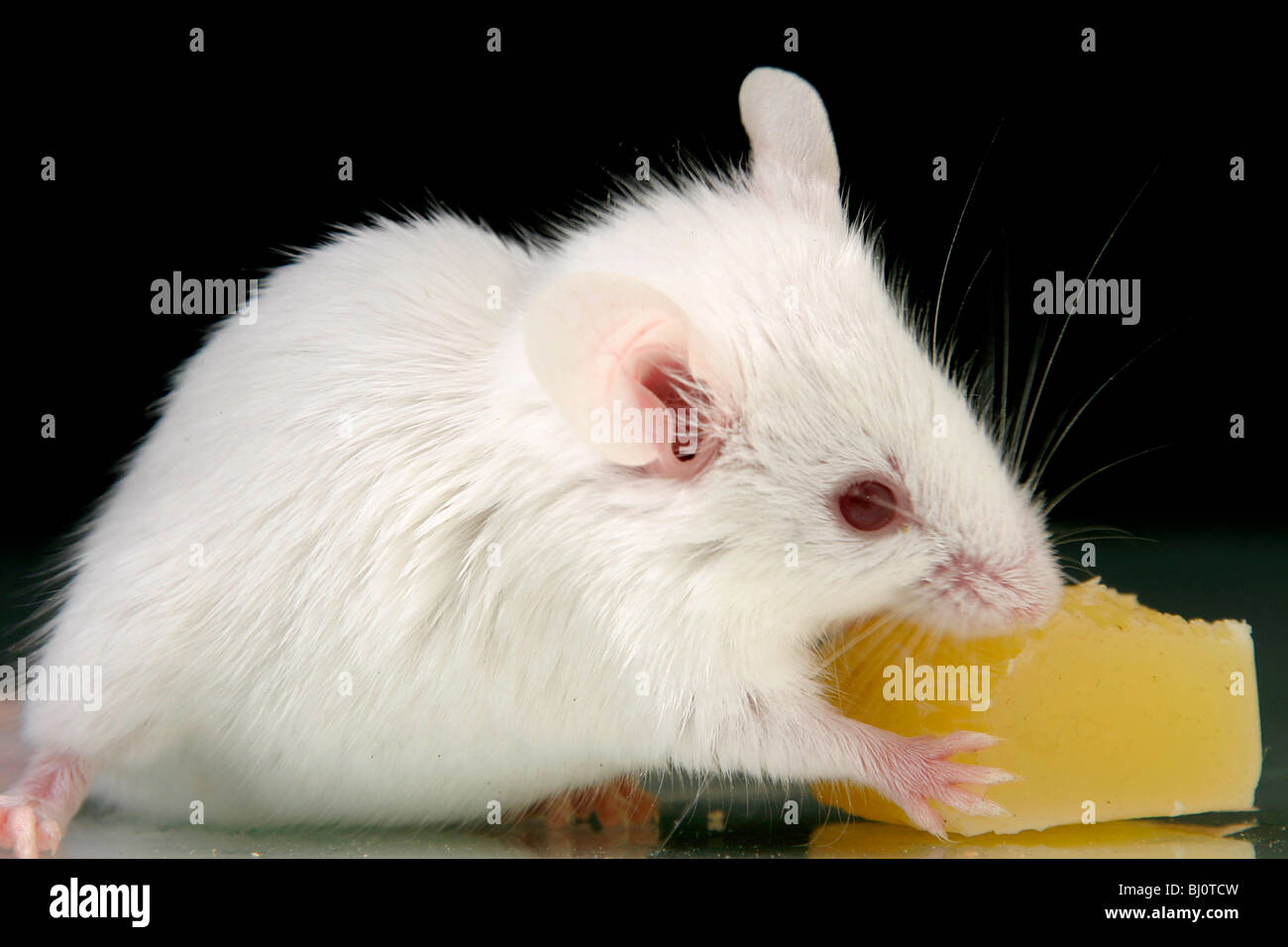 white mouse eat cheese Stock Photo - Alamy