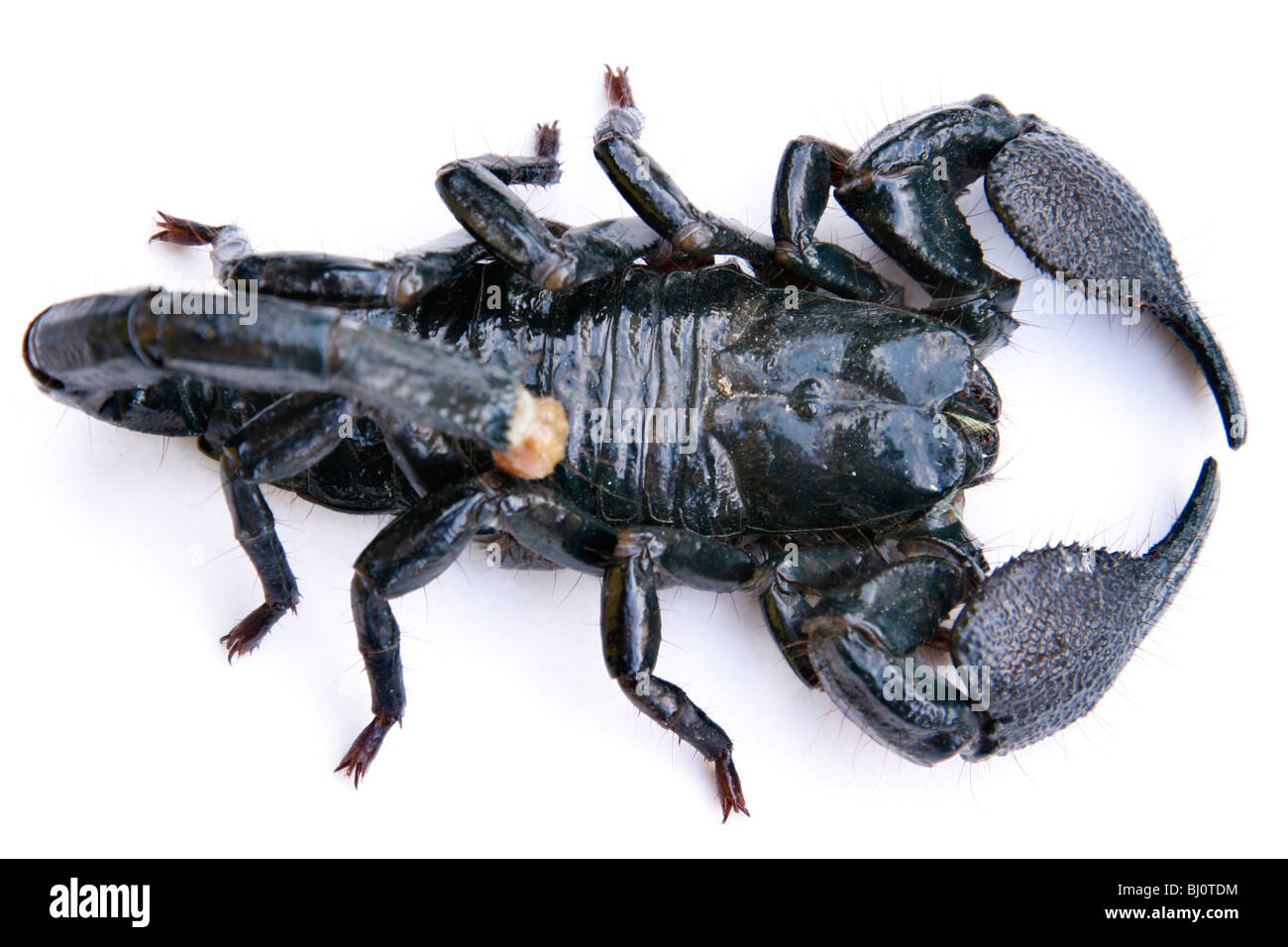 Scorpio Cut Out Stock Images & Pictures - Alamy