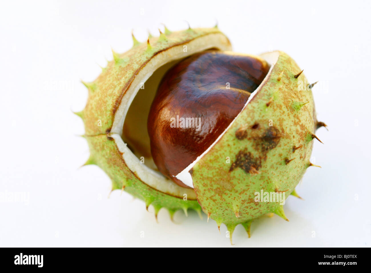 Horse chestnut aesculus hi-res stock photography and images - Alamy