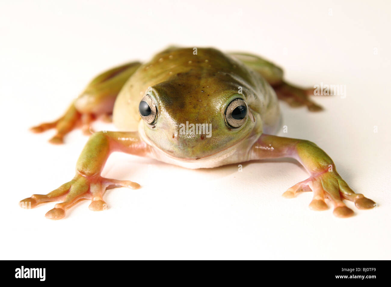 Litoria caerulera hi-res stock photography and images - Alamy