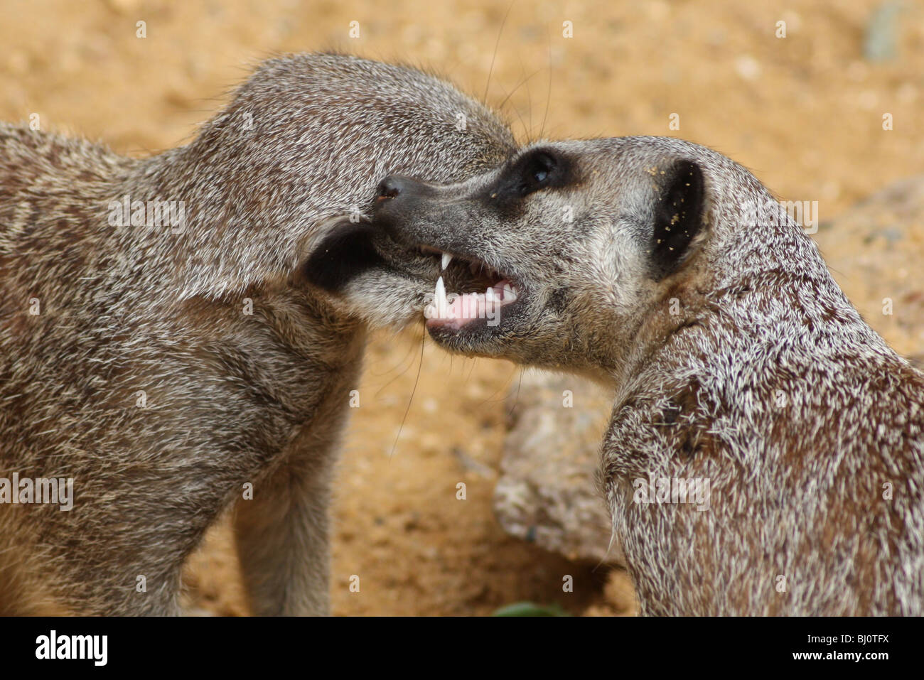 Meerkats Fighting Stock Photos & Meerkats Fighting Stock Images - Alamy