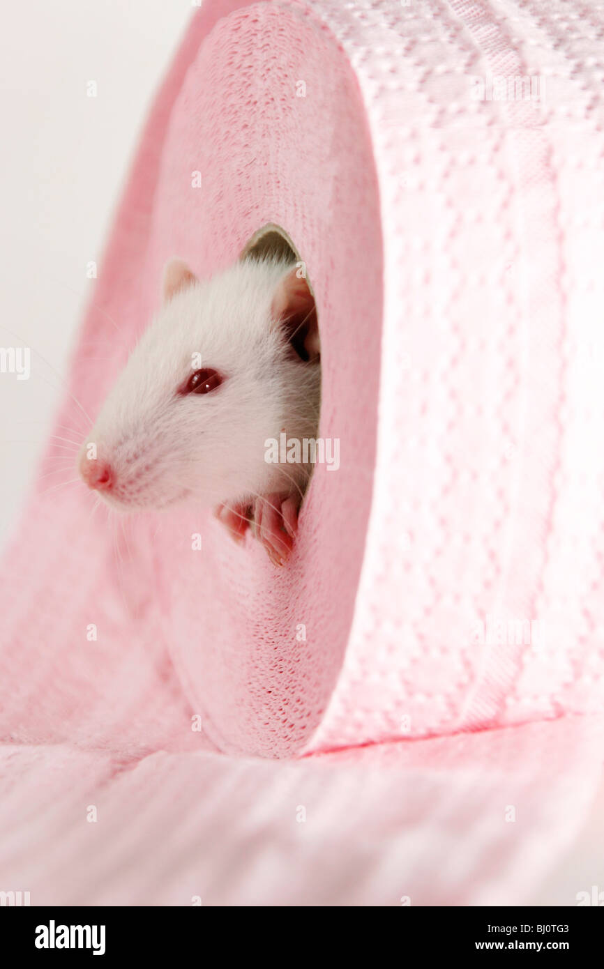 withe rat with toilet paper Stock Photo - Alamy