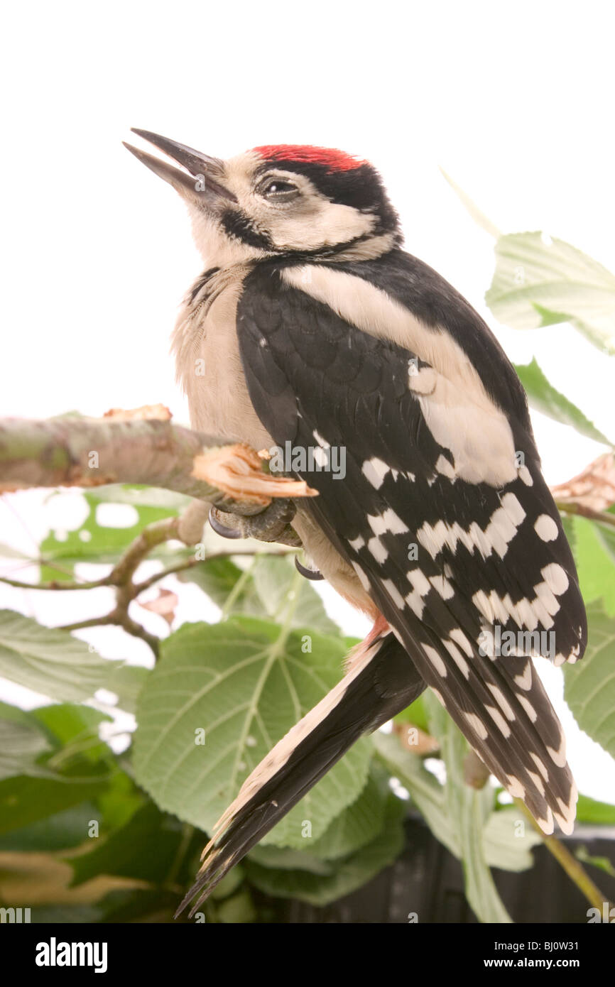 Picoides major hi-res stock photography and images - Alamy