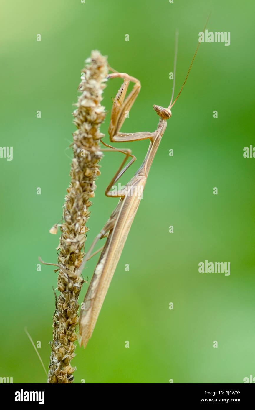 Mantis grasshopper locust insect hi-res stock photography and images ...
