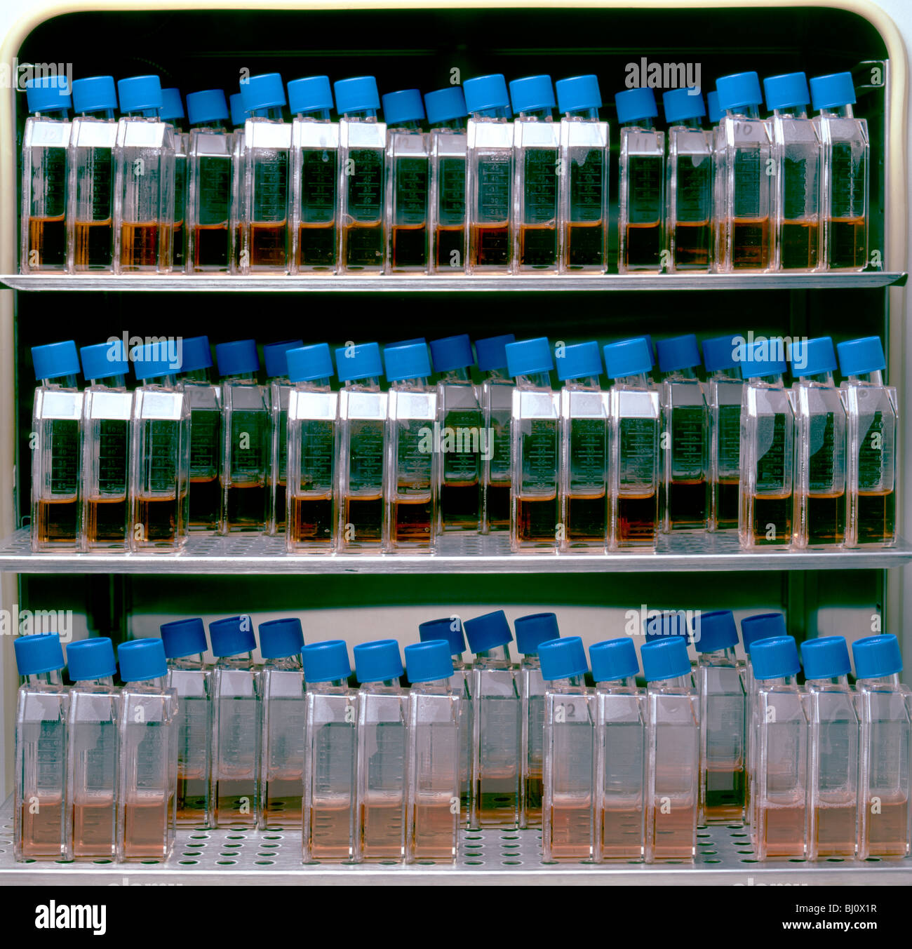 Human cell storage in incubator at biomedical research facility Stock ...