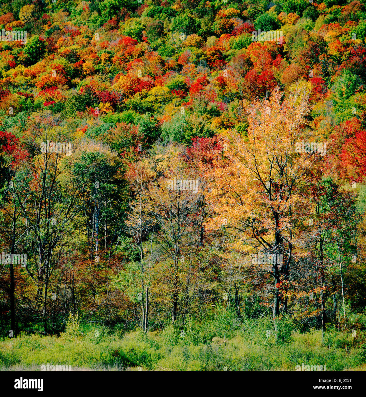 Autumn view of birch and hardwood tree foliage along Rt. 6 between ...