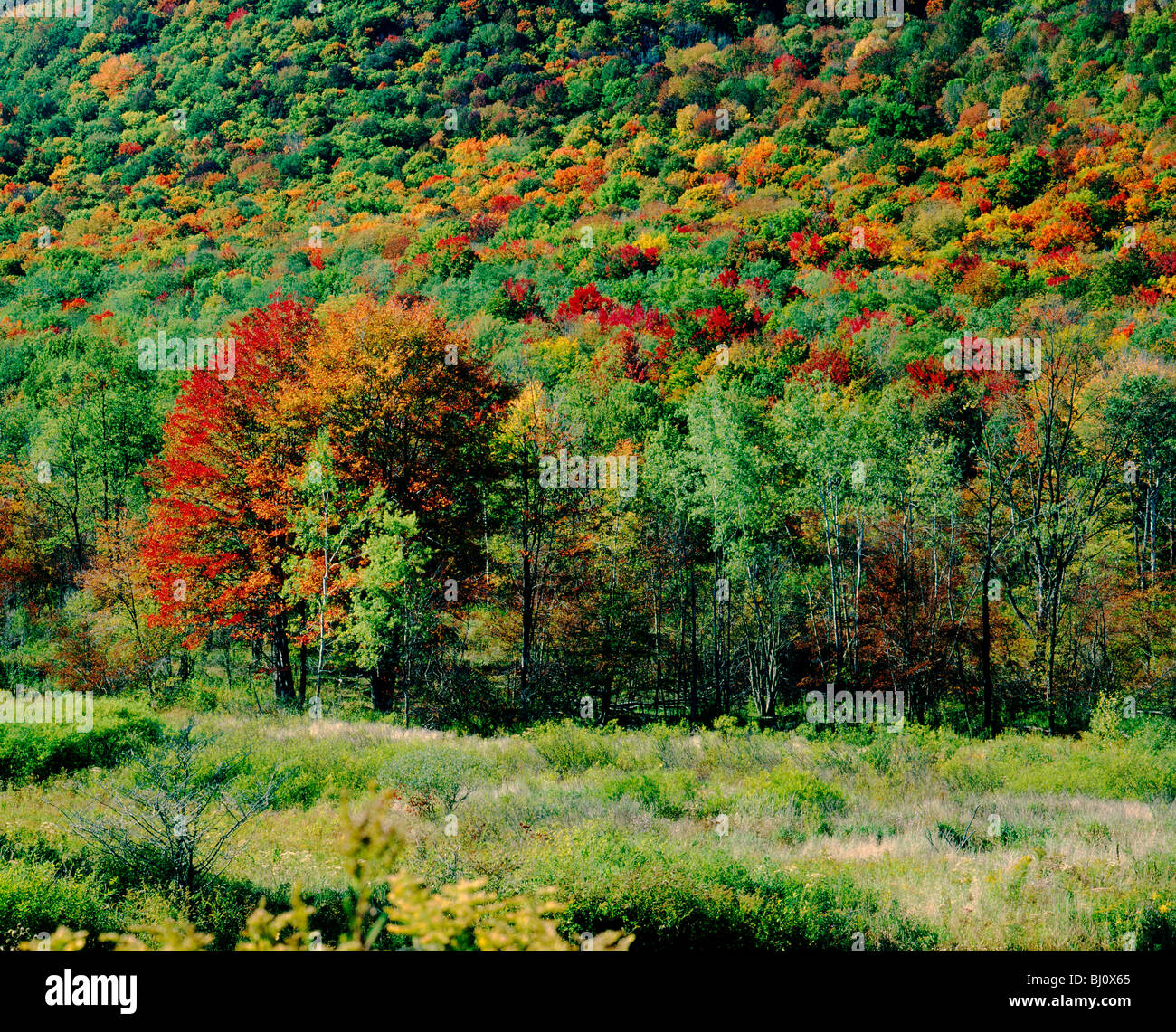 Autumn view of birch and hardwood tree foliage along Rt. 6 between ...