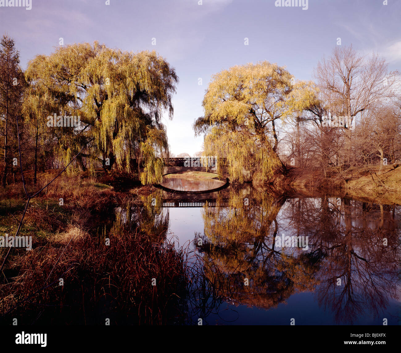 Willow Trees and foot bridge reflected in a pond, city park, Rochester ...