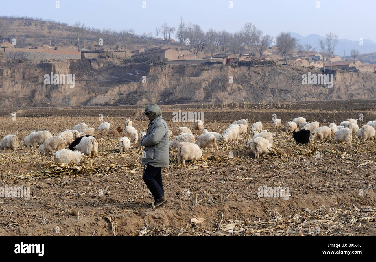A farmer herding sheep in the field in Zhuolu, Hebei province, China ...