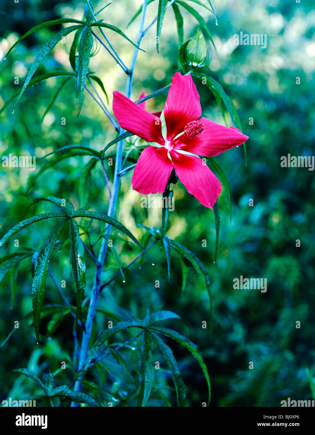Red Hibiscus, Rose Mallow, L. Hibiscus Coccineus, Corkscrew Swamp ...