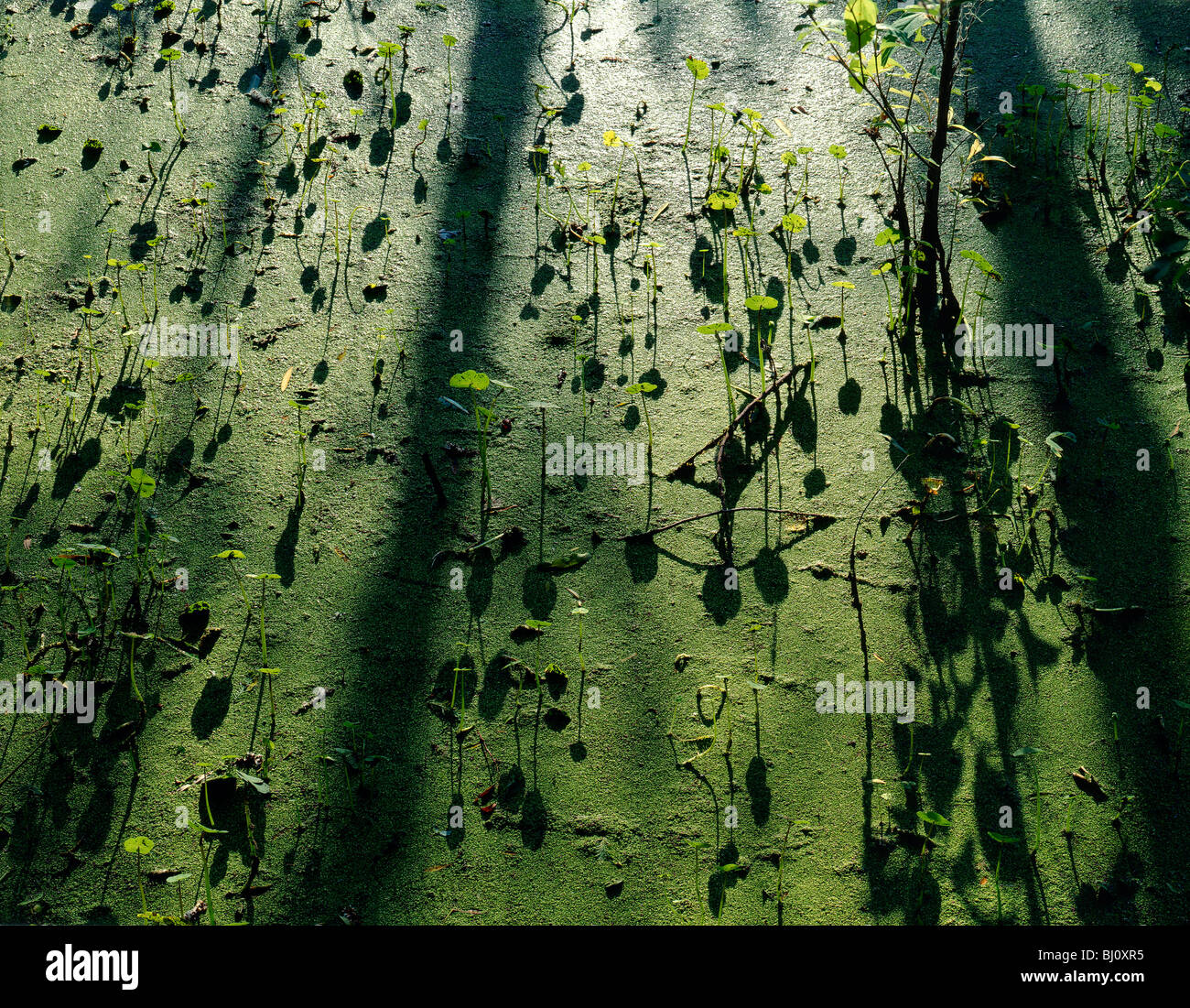 Backlit green moss and swamp vegetation, Audubon Swamp Garden, Magnolia ...