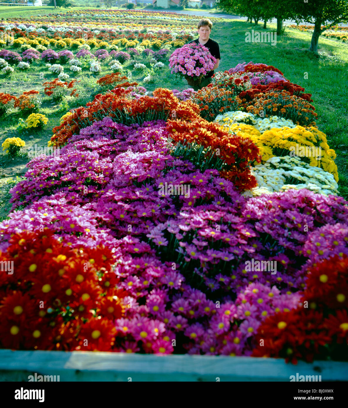 Nursery mums hi-res stock photography and images - Alamy