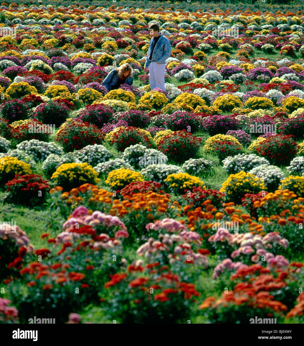 Young couple buying flowers in the fields of "Mums by Paschke", a 3rd ...