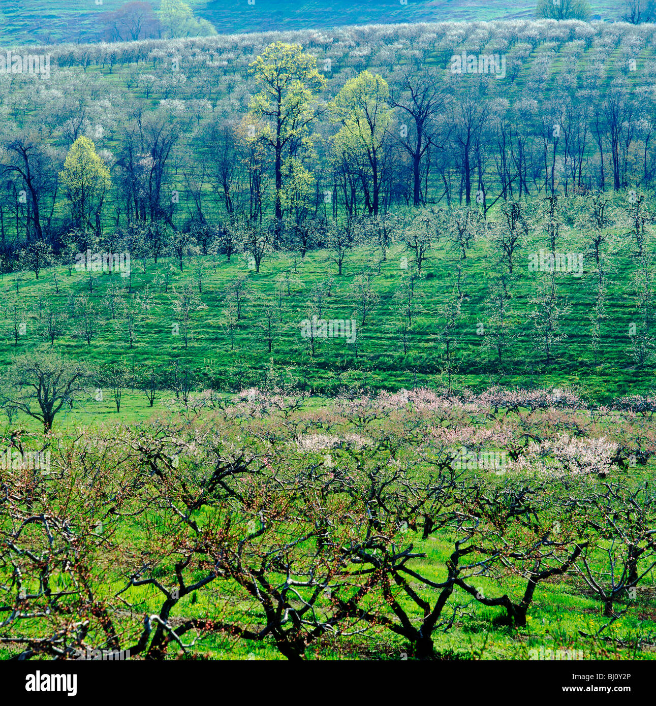 Fruit trees in springtime bloom, Peters Orchards, 20,000+ acres of ...