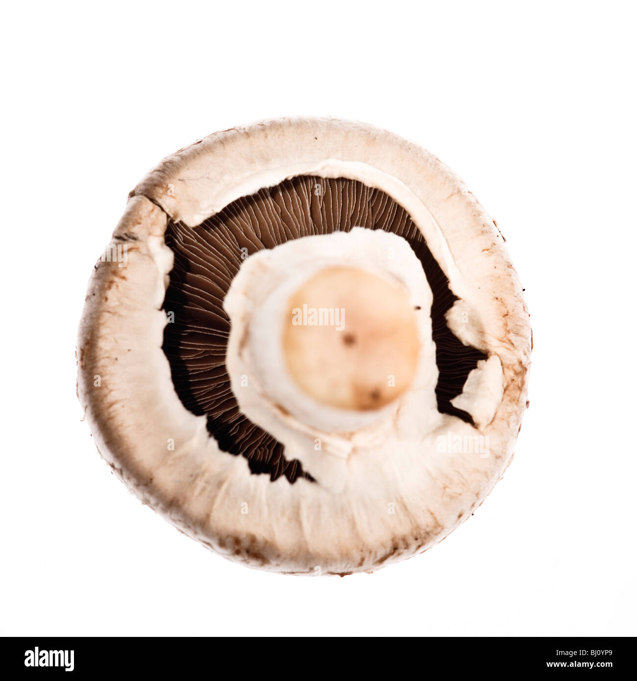 Champignon hi-res stock photography and images - Alamy