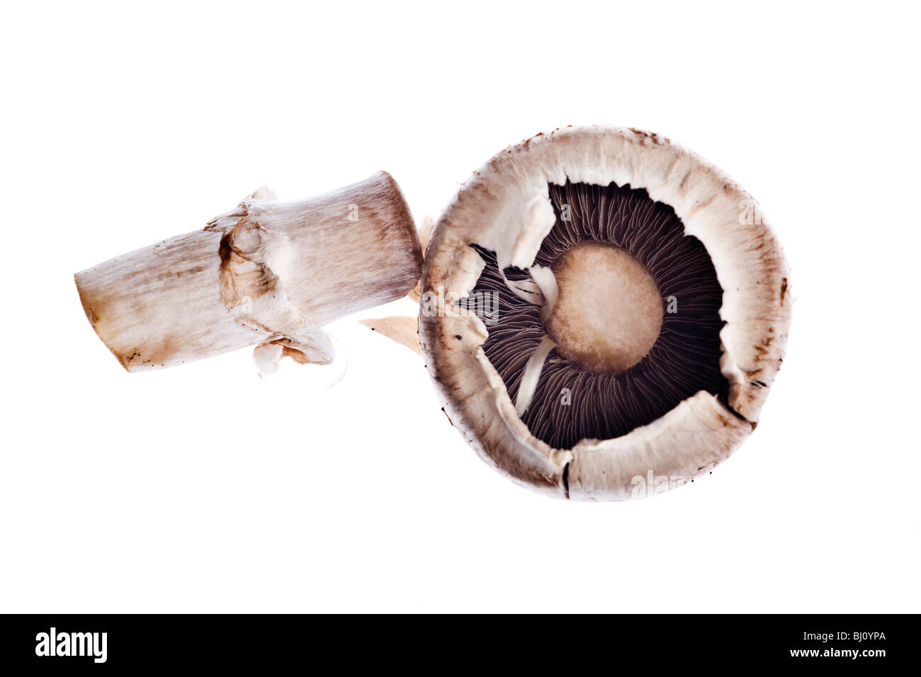 Champignon fungi hi-res stock photography and images - Alamy