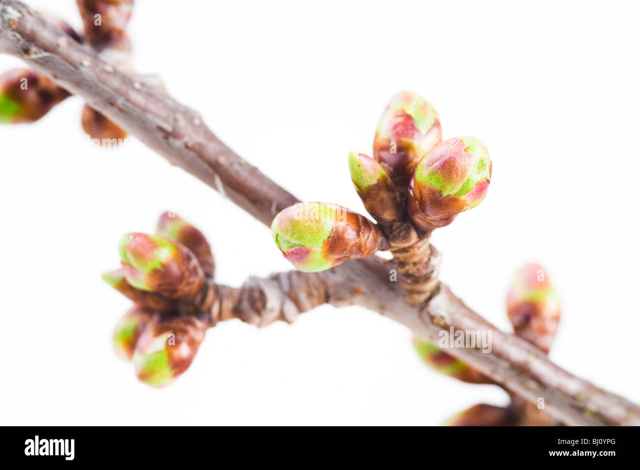 limb from a cherry tree in springlike Stock Photo - Alamy