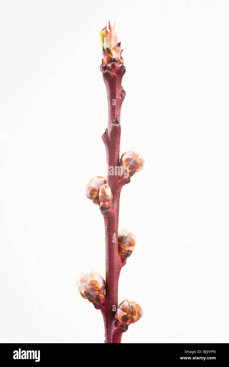 limb from a peach-tree in springlike Stock Photo - Alamy