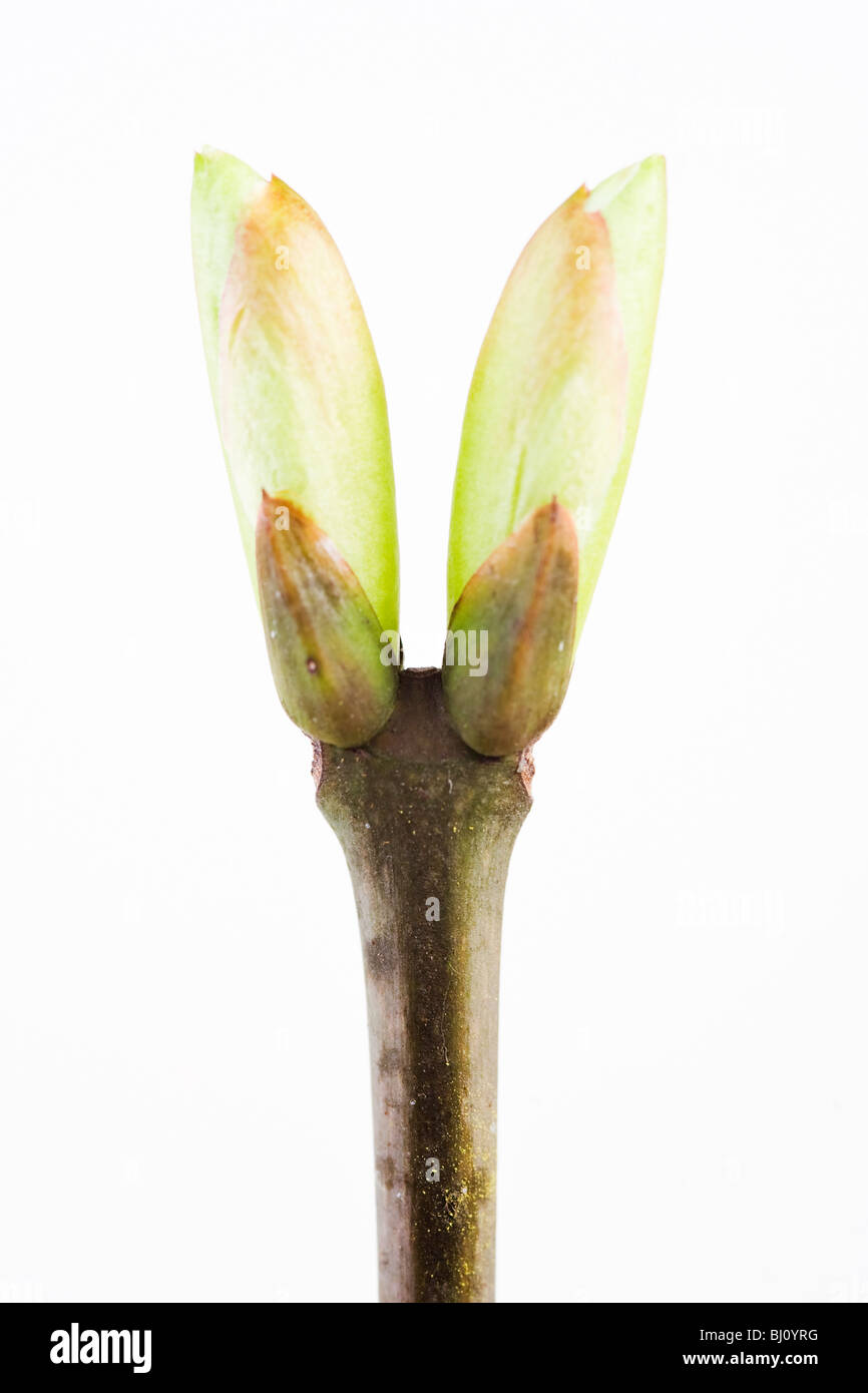 leafs in spring Stock Photo - Alamy