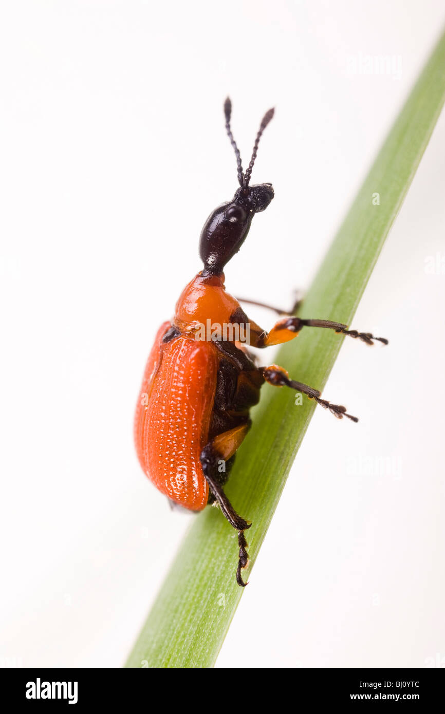 Lily beetle hi-res stock photography and images - Alamy