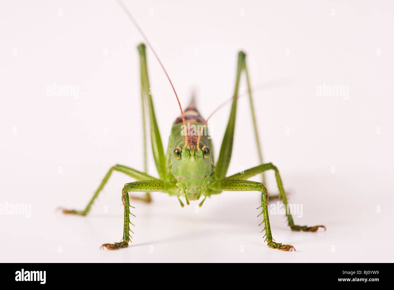 great green bush cricket (Tettigonia viridissima Stock Photo - Alamy