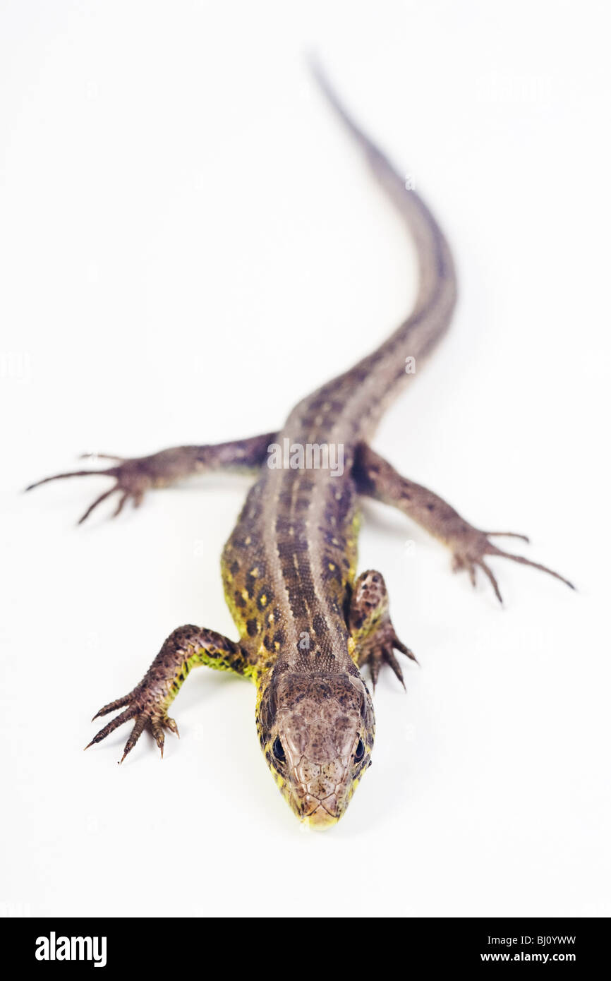 sand lizard (female) (Lacerta agilis Stock Photo - Alamy