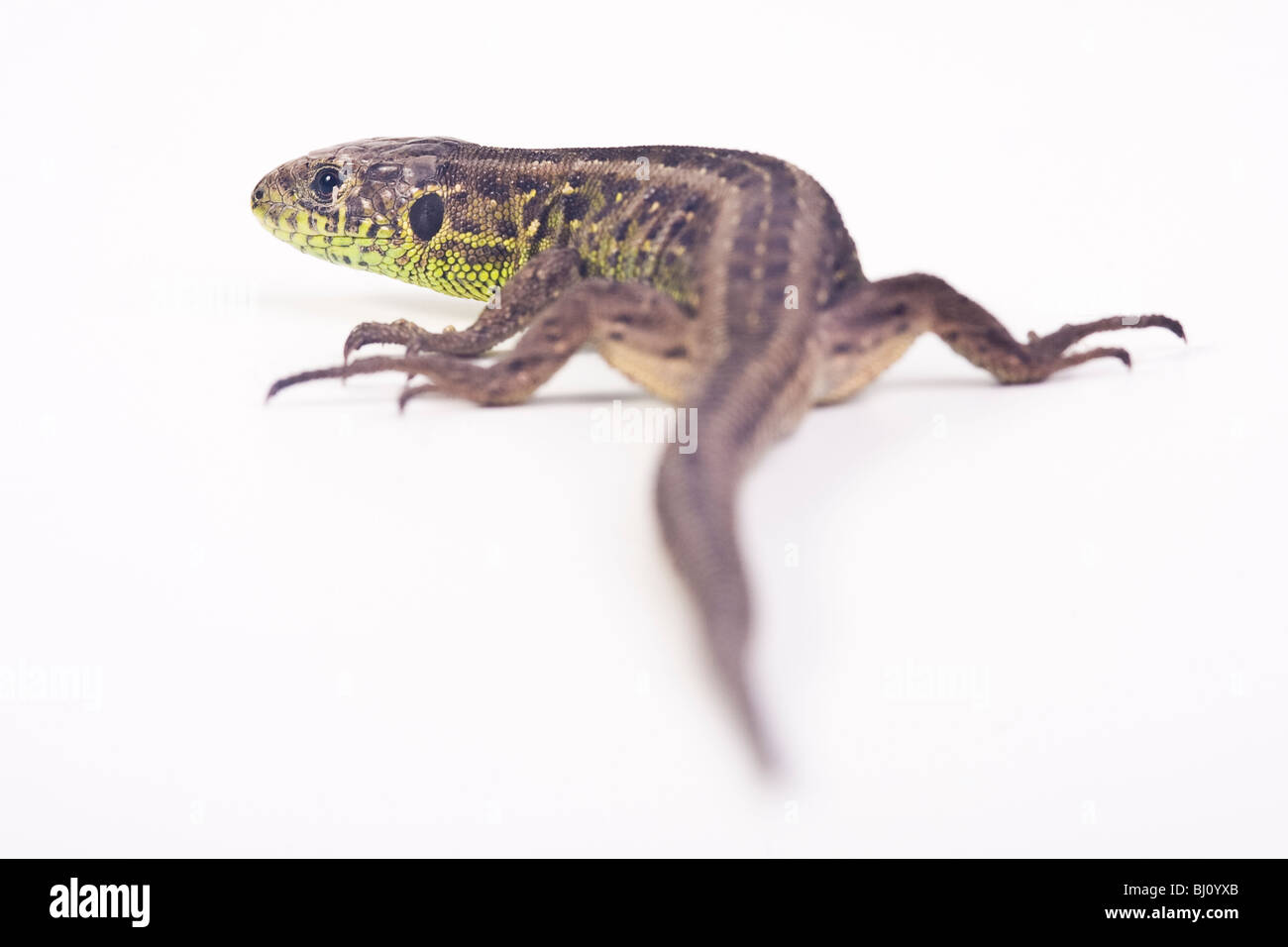 sand lizard (female) (Lacerta agilis Stock Photo - Alamy