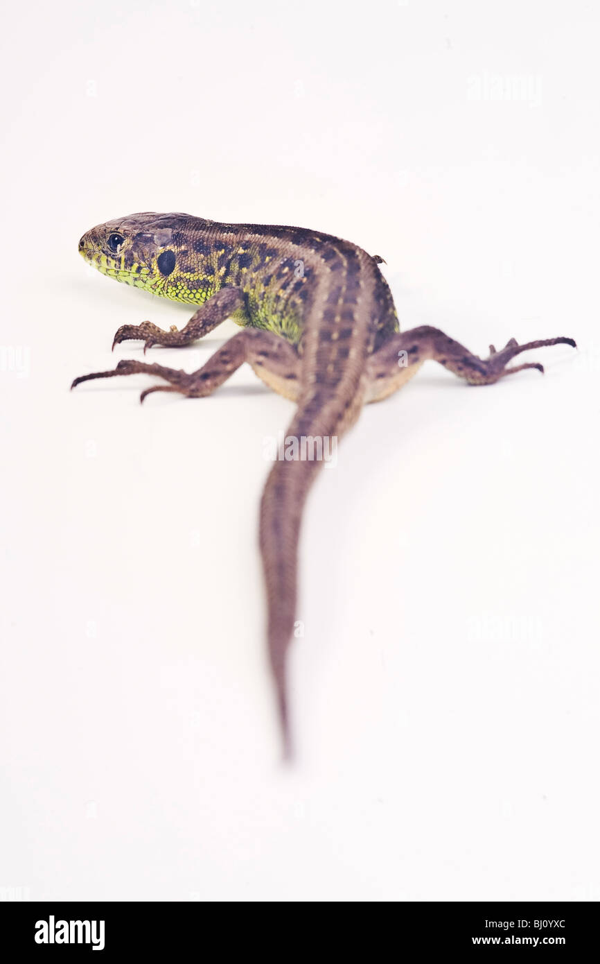 sand lizard (female) (Lacerta agilis Stock Photo - Alamy