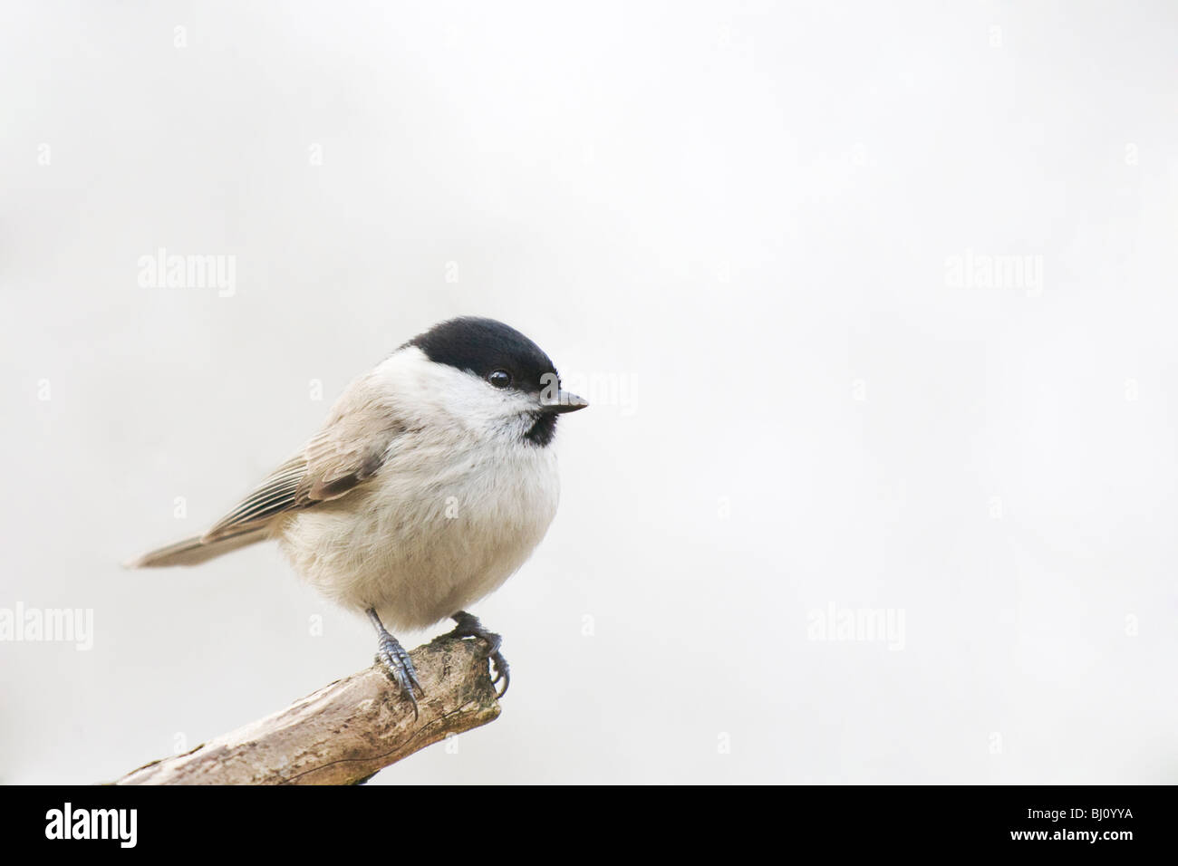 marsh tit (Parus palustris Stock Photo - Alamy
