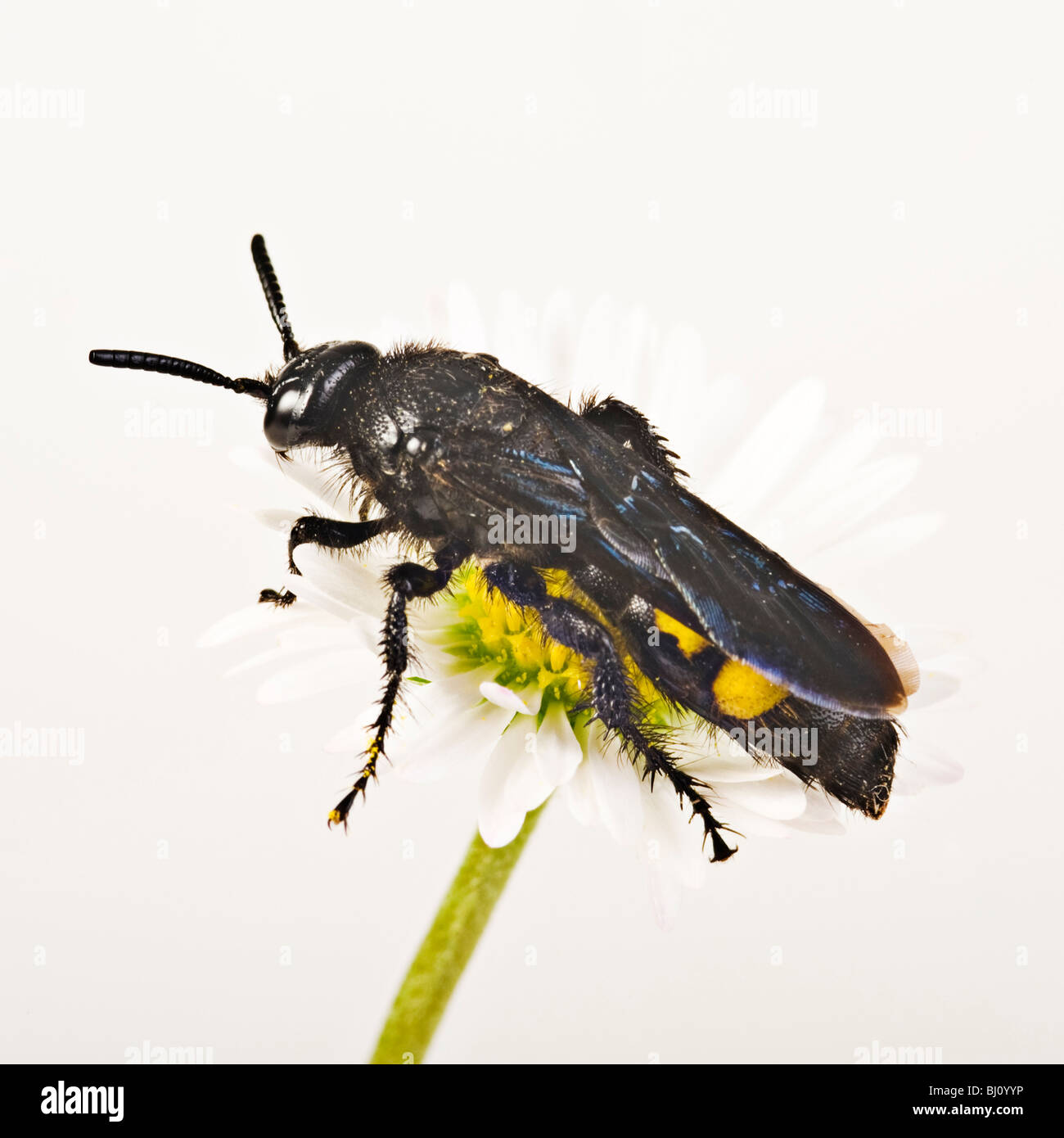 Scolia hi-res stock photography and images - Alamy