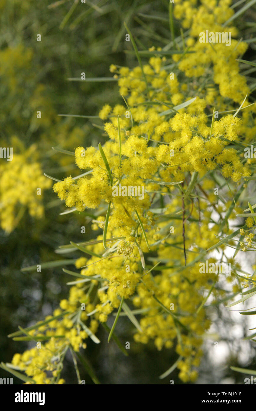 Acacia boormanii hi-res stock photography and images - Alamy
