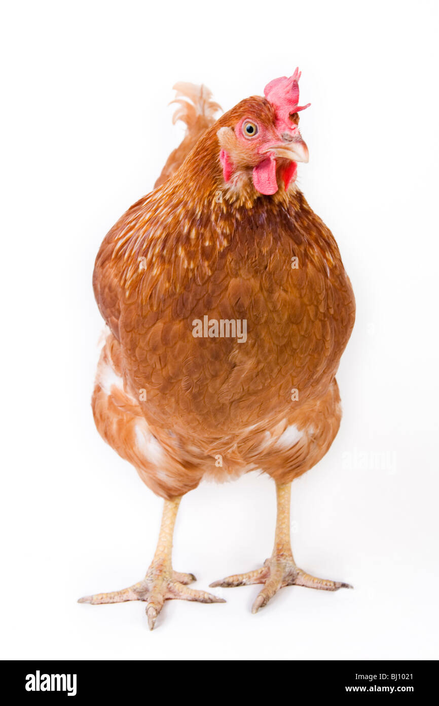 Chicken portraits Cut Out Stock Images & Pictures - Alamy