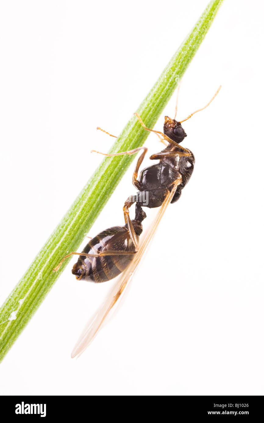 Black garden ant ((Lasius niger Stock Photo - Alamy