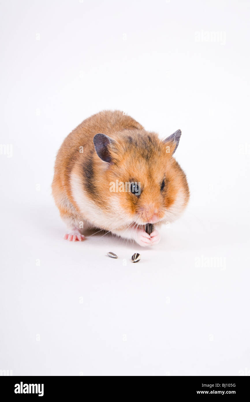 Fat hamster hi-res stock photography and images - Alamy