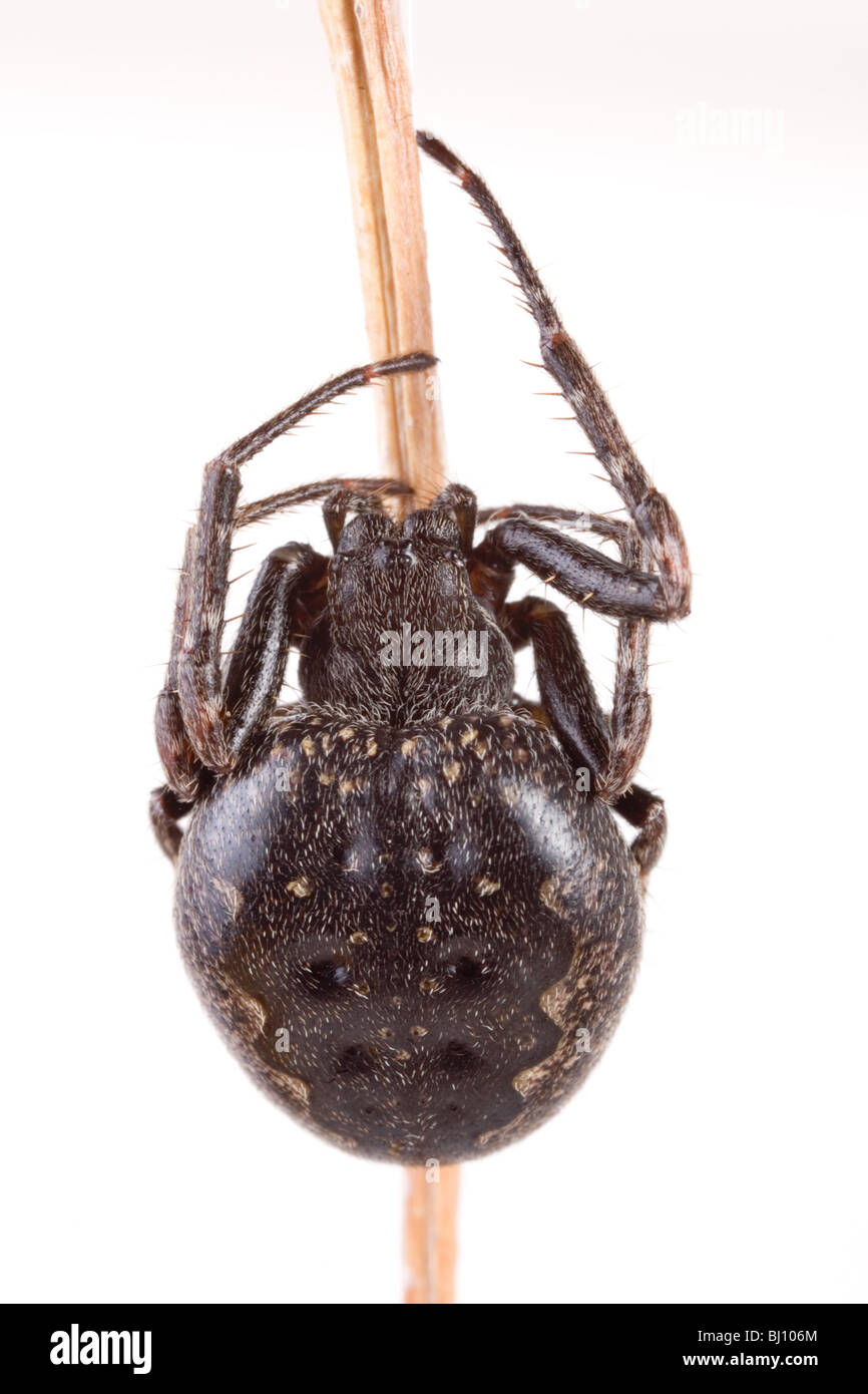 Walnut orb weaver spider (Nuctenea umbratica Stock Photo - Alamy