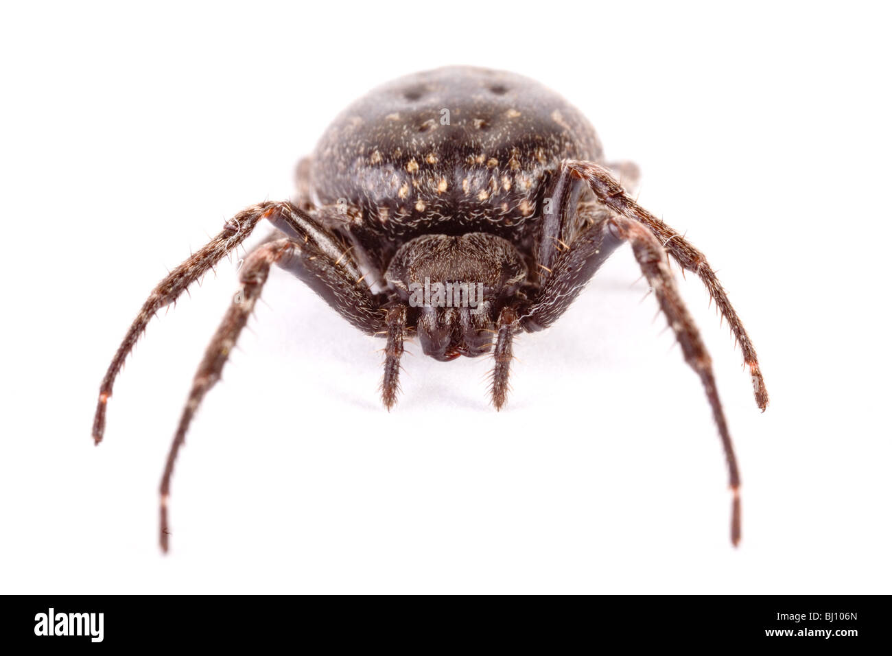 Walnut insects hi-res stock photography and images - Alamy