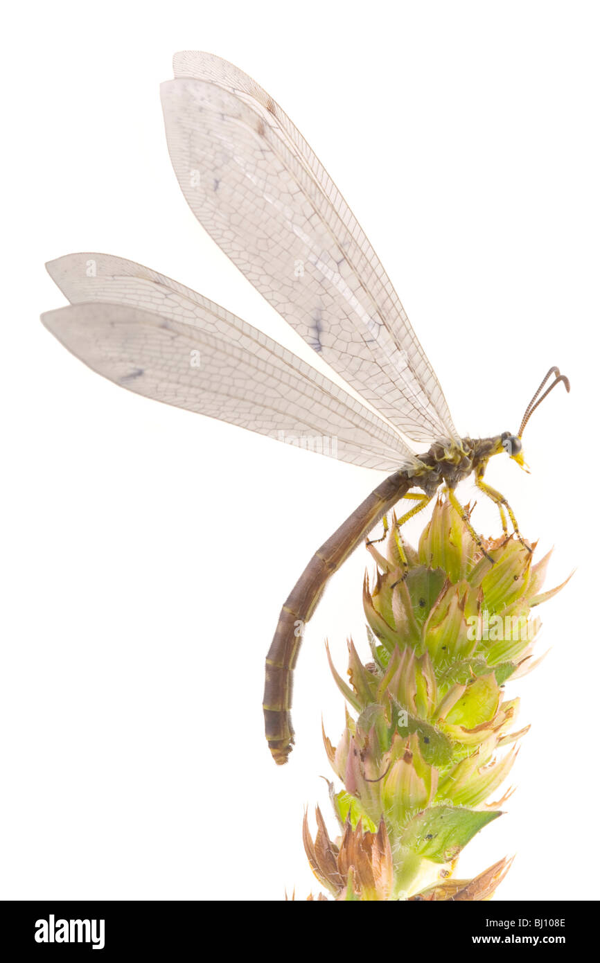 adult antlion (Euroleon nostras Stock Photo - Alamy