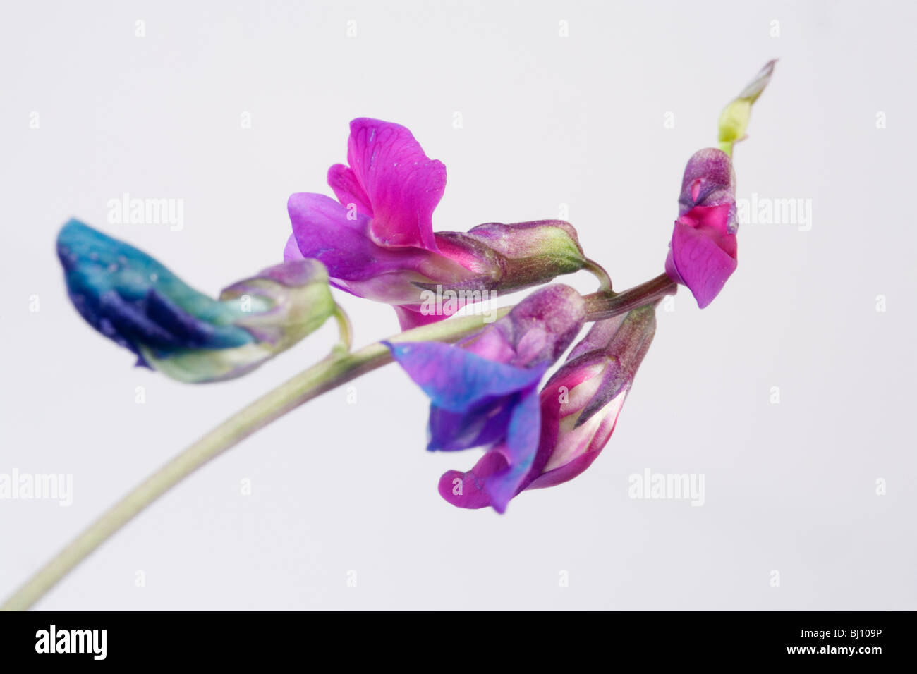 Lathyrus vernus Flower (Lathyrus vernus Stock Photo - Alamy