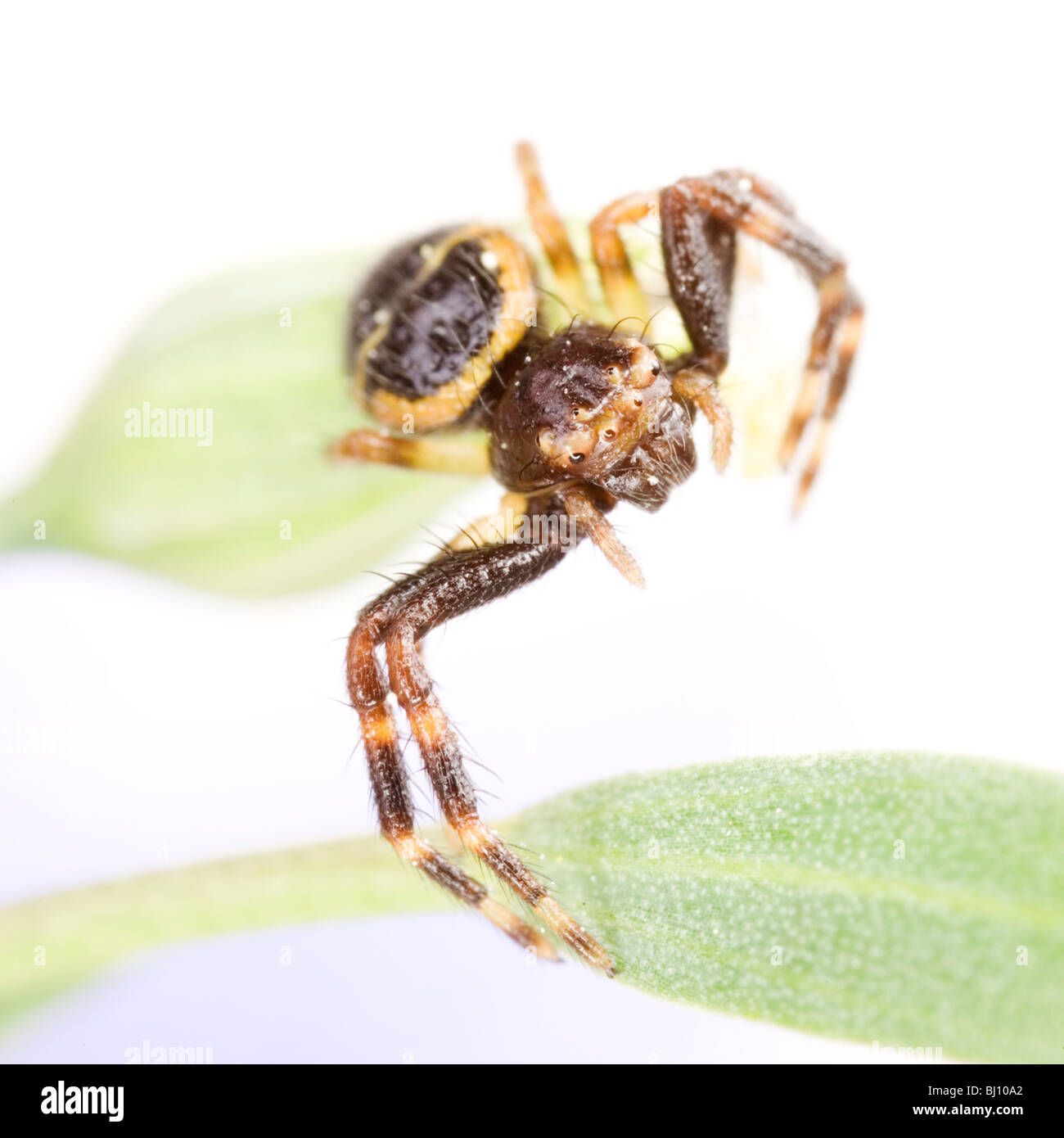 Spider fauna hi-res stock photography and images - Alamy