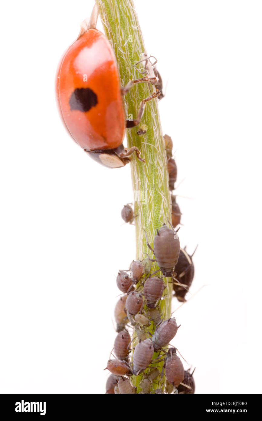 two spotted lady beetle (Adalia bipunctata) with greenfly (Aphidoidea ...
