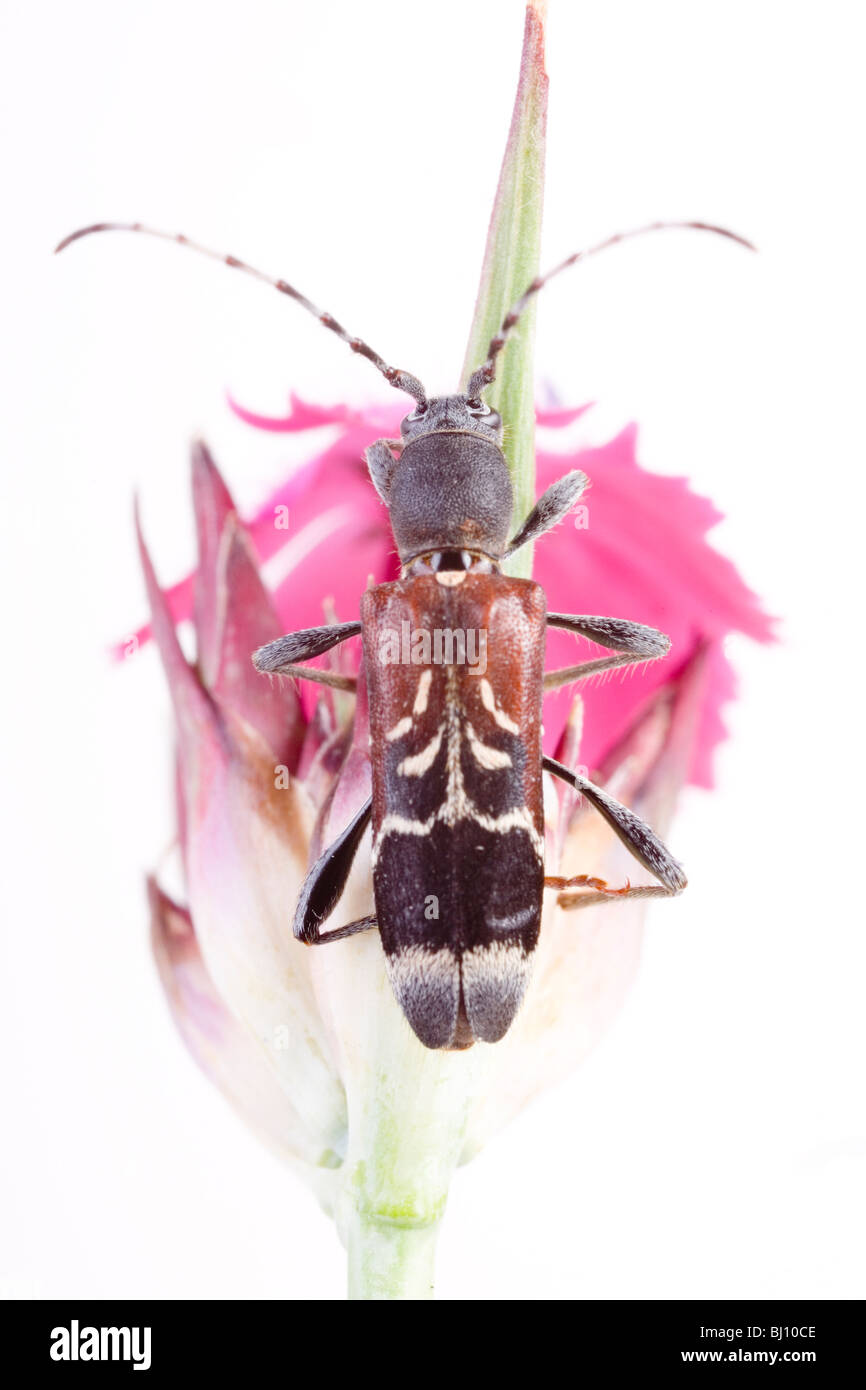Anaglyptus mysticus on a Stone carnation Stock Photo - Alamy