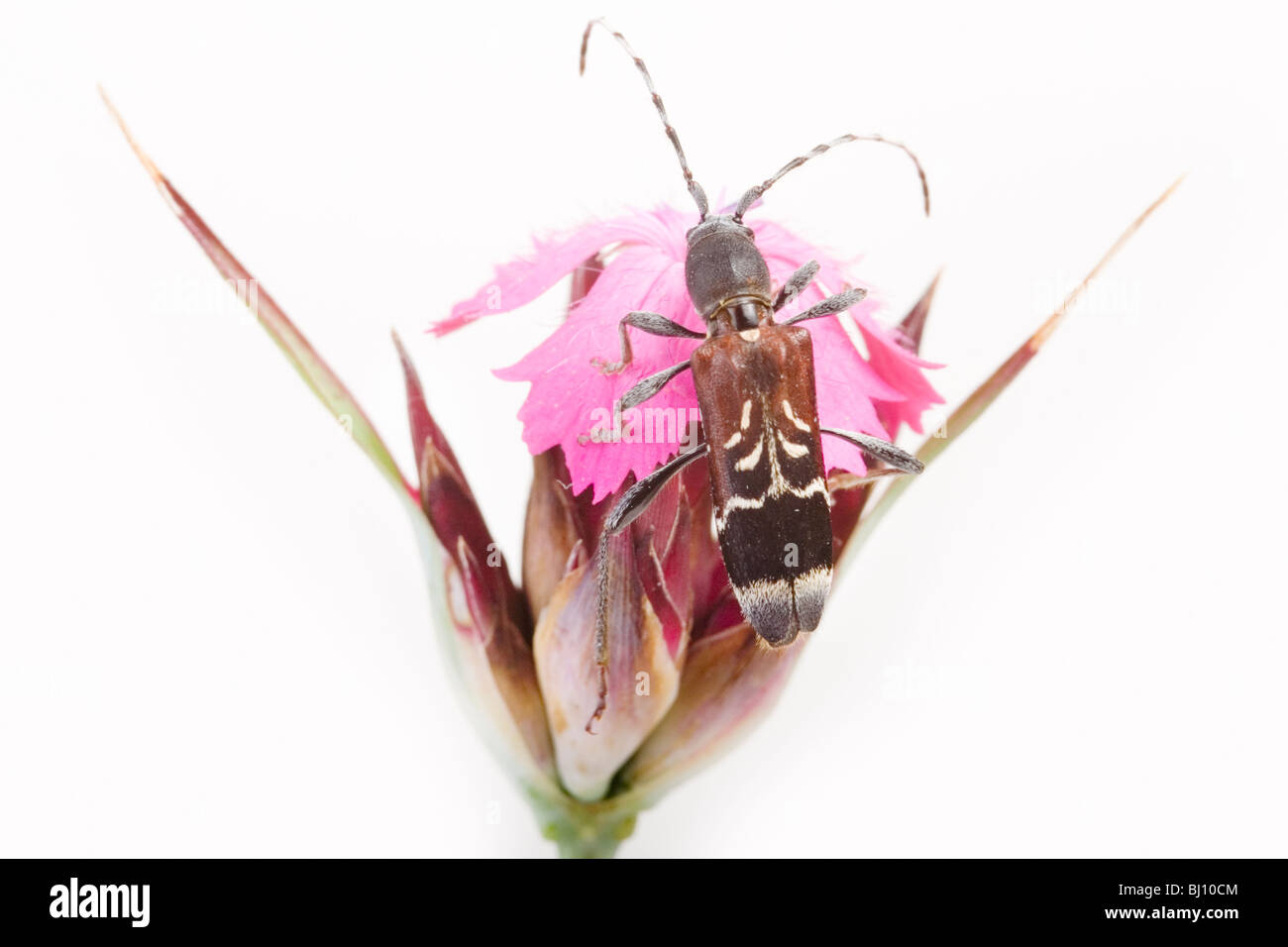 Anaglyptus mysticus on a Stone carnation Stock Photo - Alamy