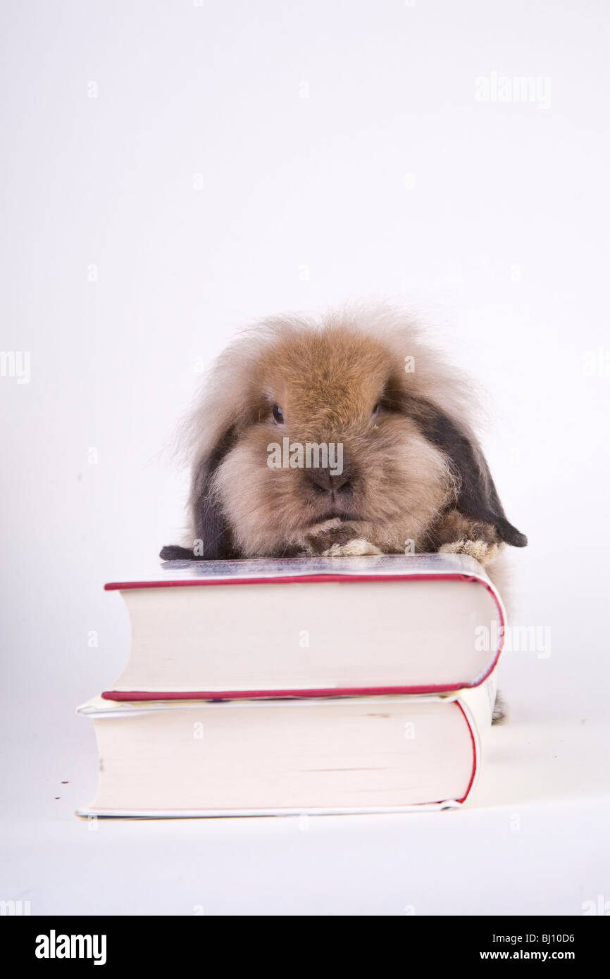 hare with books Stock Photo - Alamy