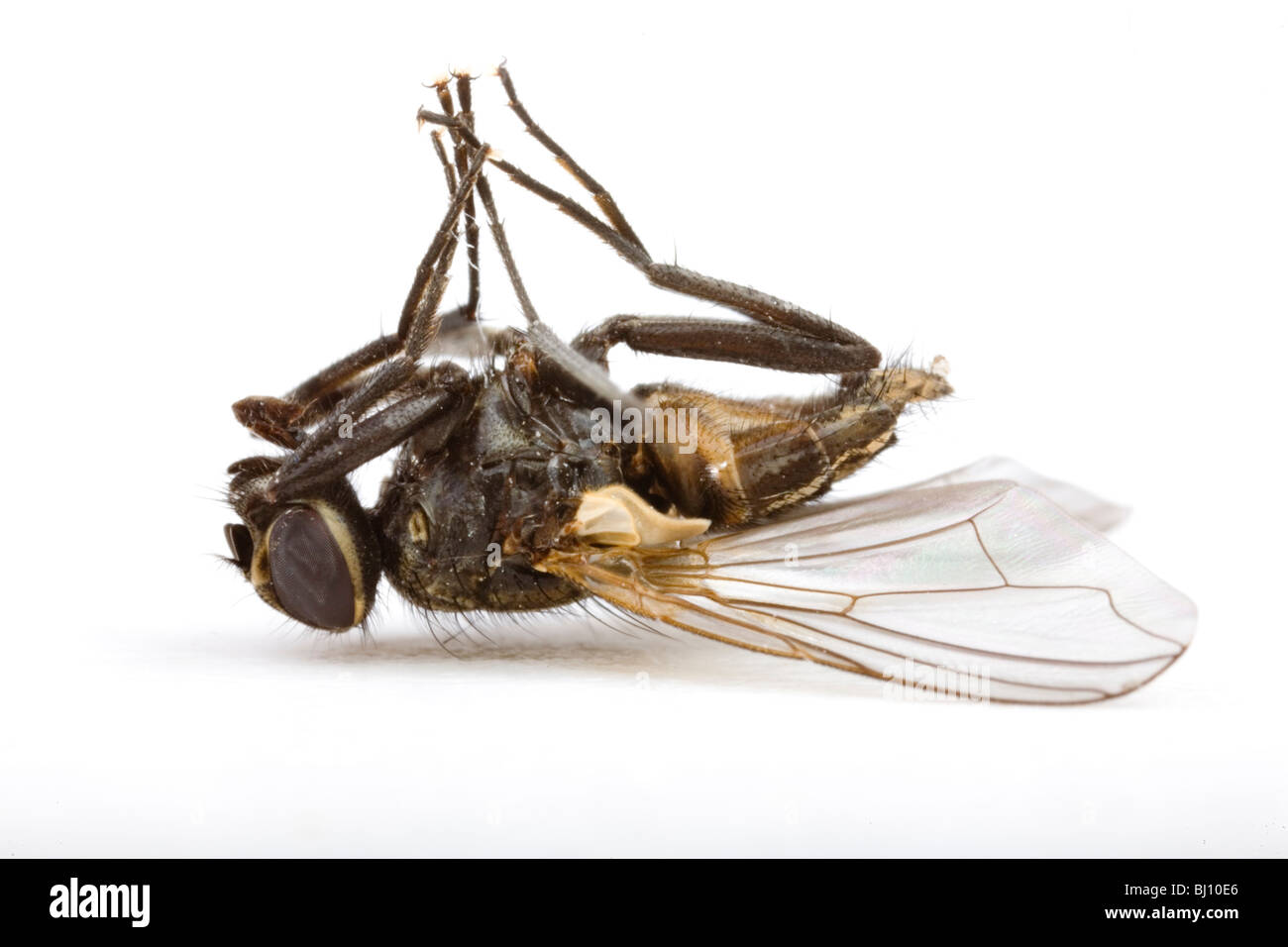 Fly musca domestica hi-res stock photography and images - Alamy