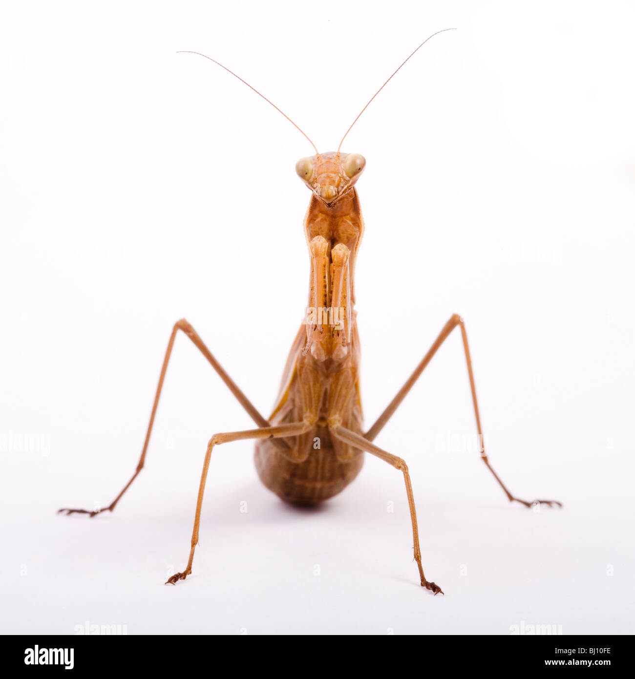 Praying Mantis (Mantis religiosa Stock Photo - Alamy