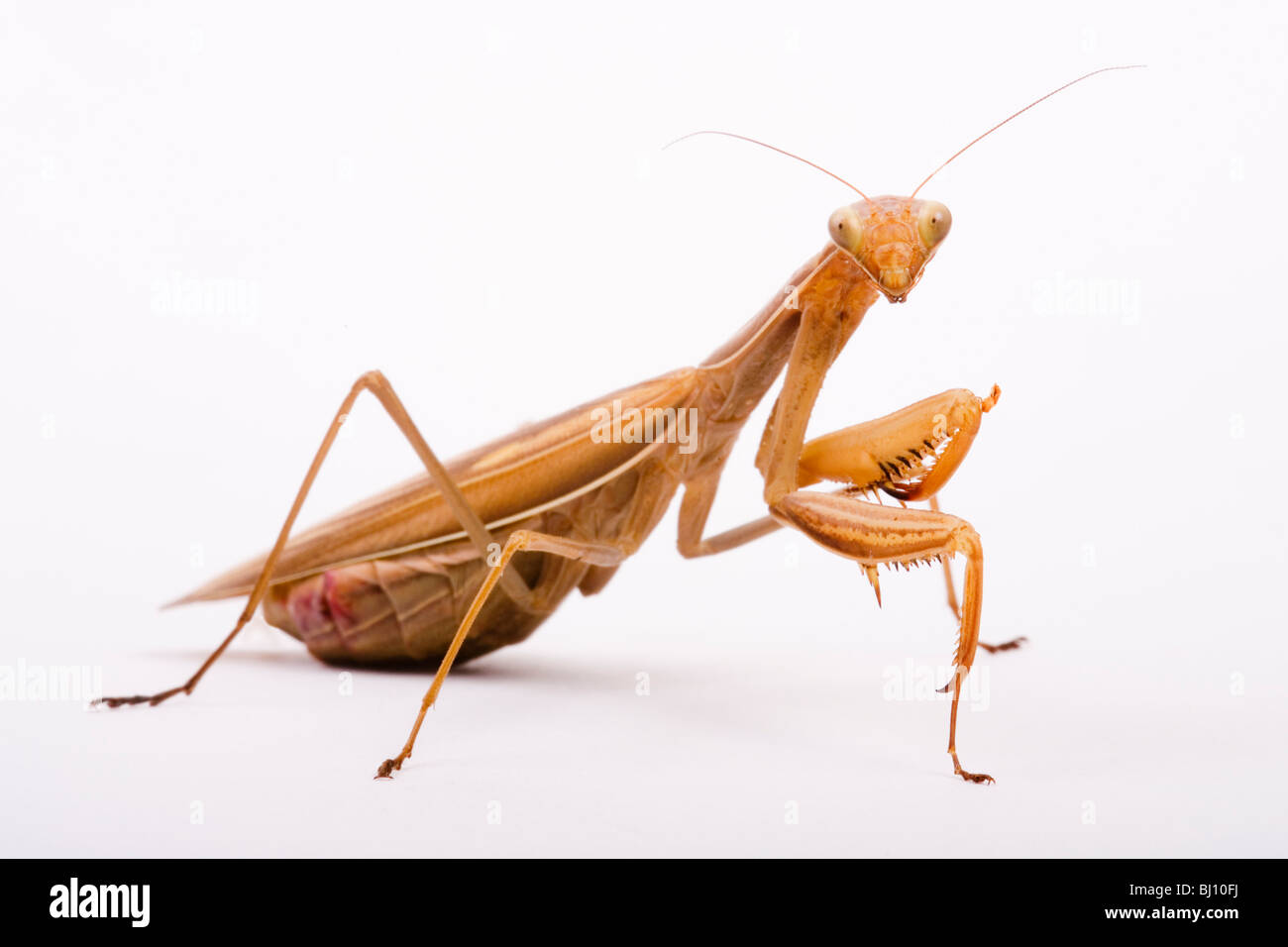 Praying Mantis (Mantis religiosa Stock Photo - Alamy