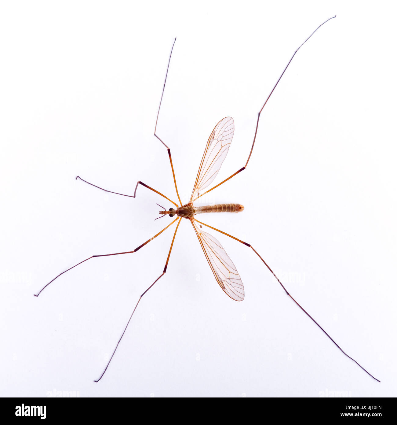 Tipula hi-res stock photography and images - Alamy