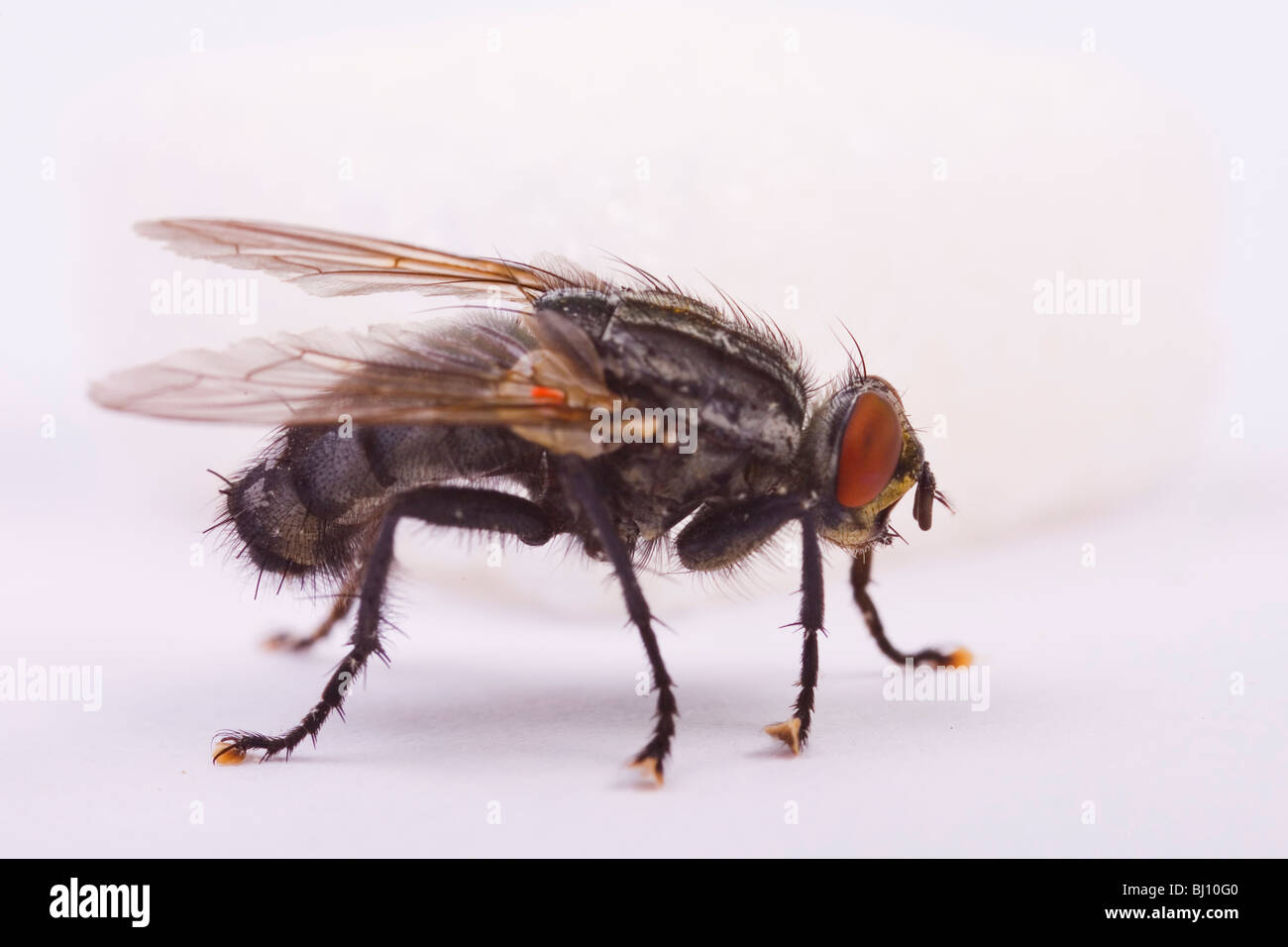 marbled grey flesh fly (Sarcophaga carnaria Stock Photo - Alamy